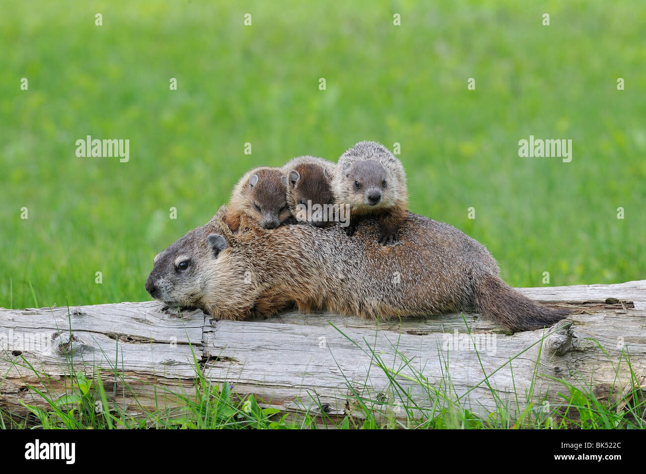 The groundhog hi-res stock photography and images - Alamy
