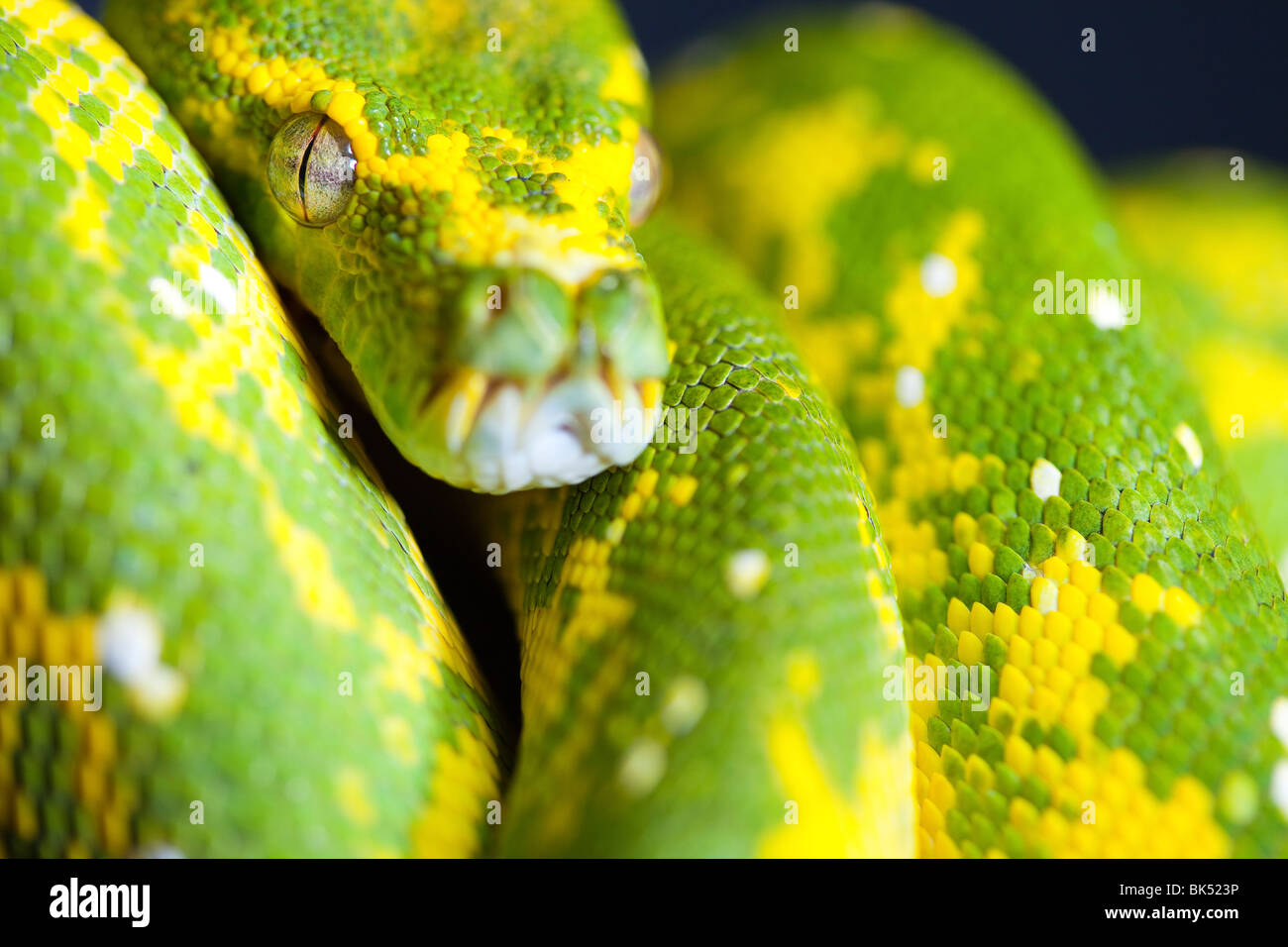 Australian tree snake blue hi-res stock photography and images - Alamy