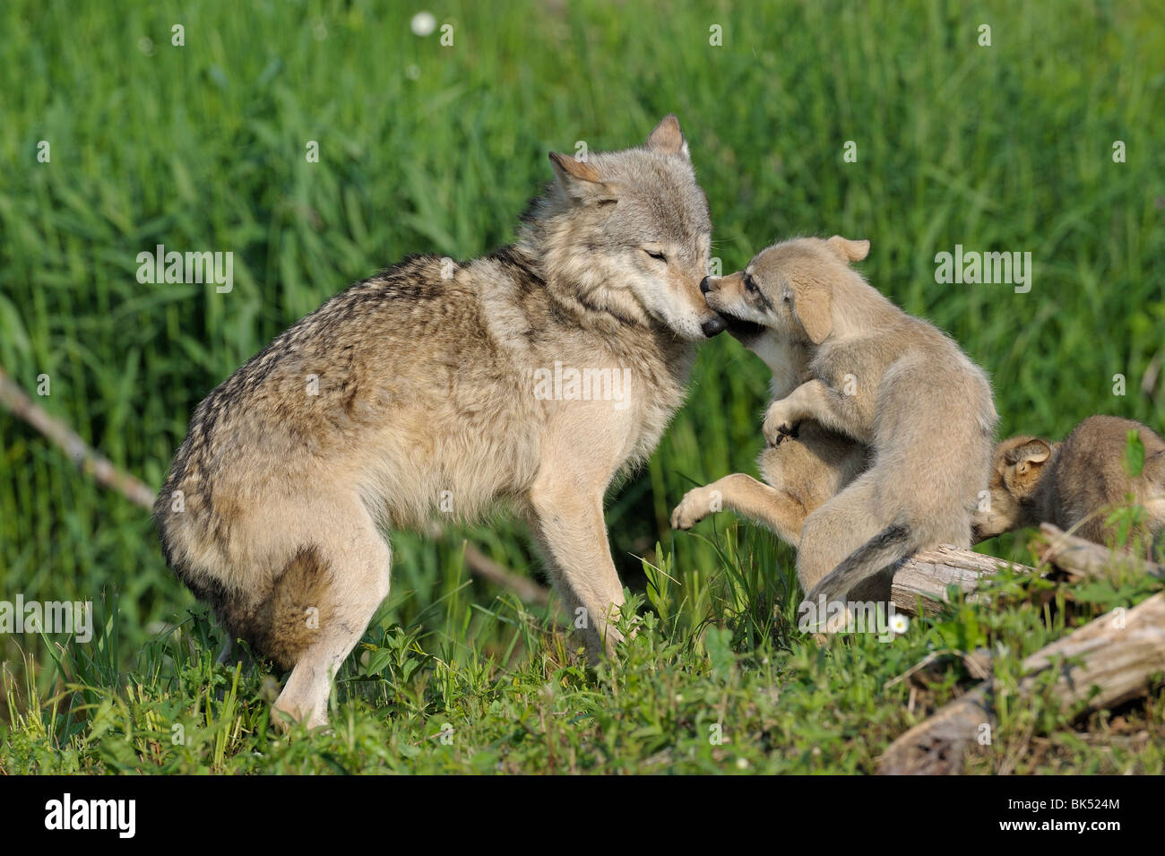 Gray Wolf with Pups, Minnesota, USA Stock Photo - Alamy