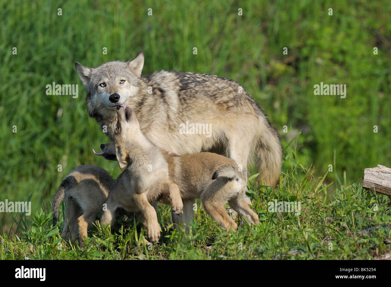 Gray Wolf with Pups, Minnesota, USA Stock Photo - Alamy