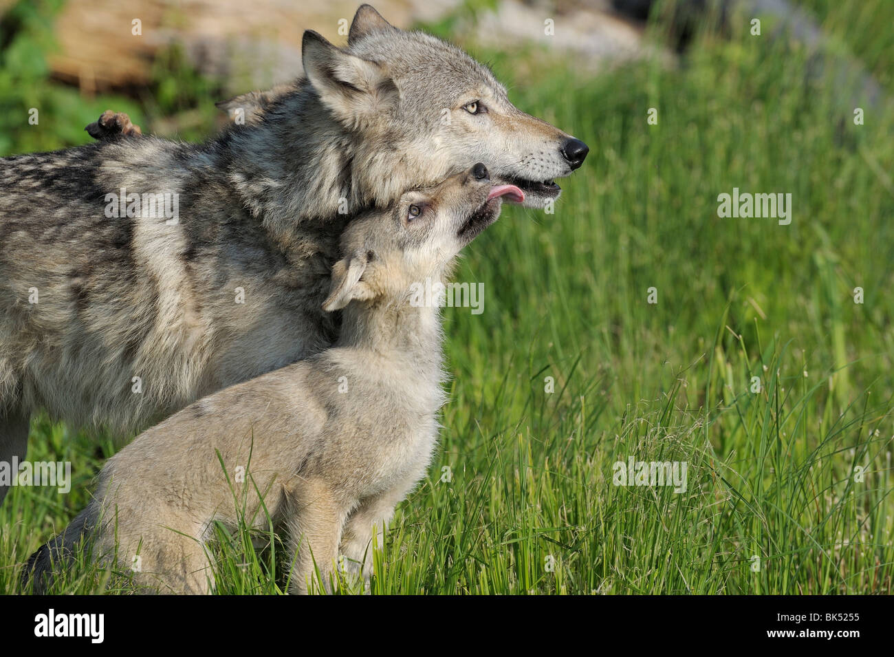 Gray Wolf Pups With Parents
