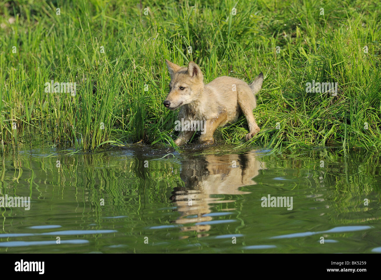 Gray Wolf Pup by Water, Minnesota, USA Stock Photo - Alamy