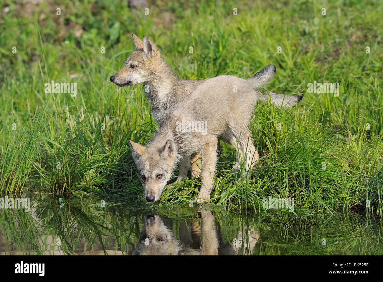 Gray Wolf Pups by Water, Minnesota, USA Stock Photo - Alamy