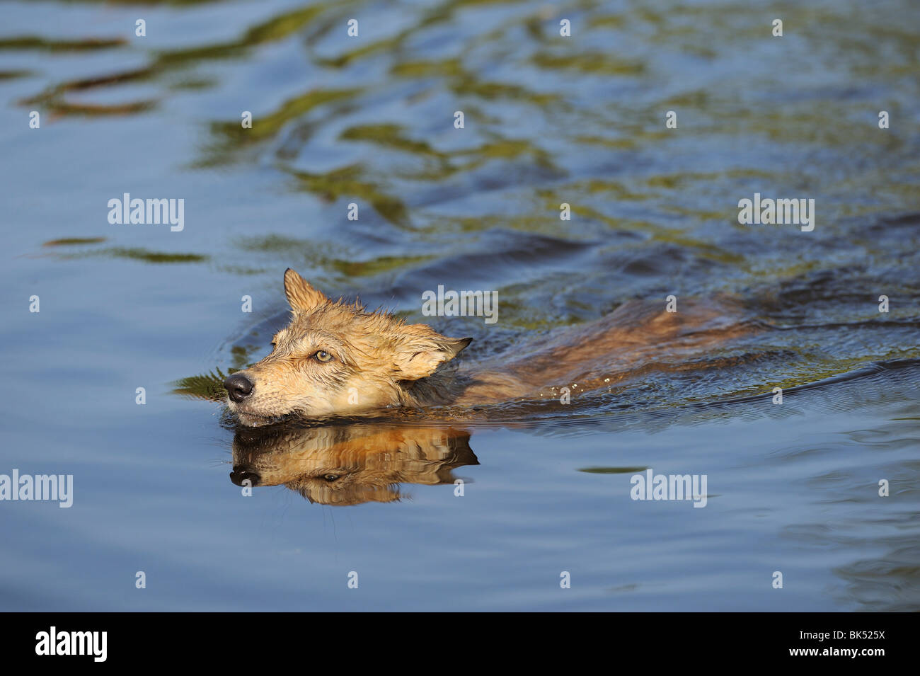 Gray Wolf Swimming, Minnesota, USA Stock Photo - Alamy