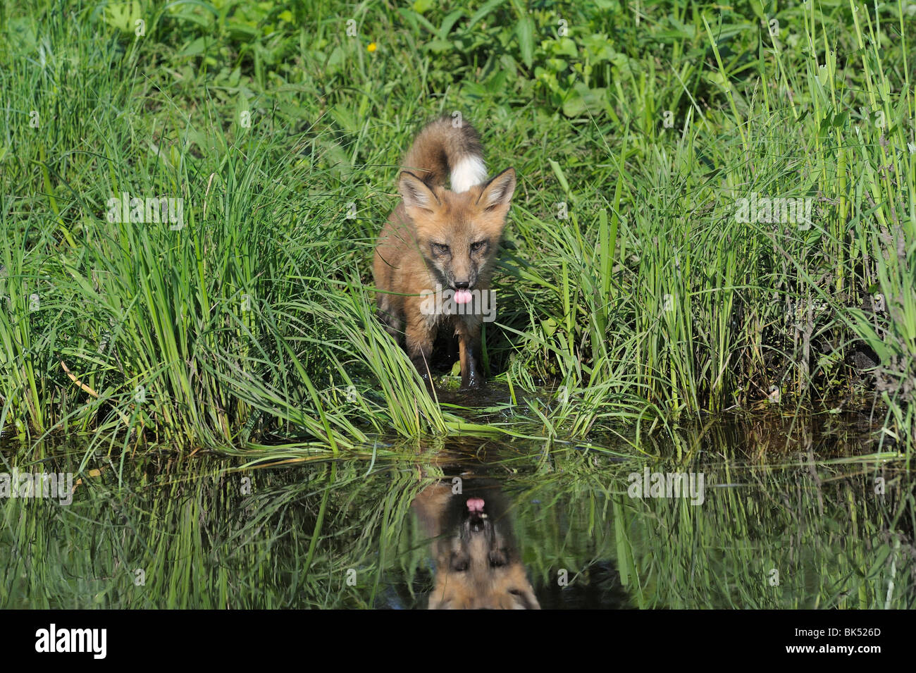 Eastern american red fox hi-res stock photography and images - Alamy