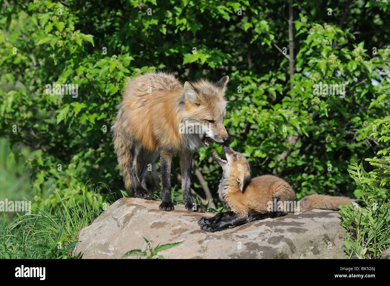 American Red Fox with Pup, Minnesota, USA Stock Photo - Alamy