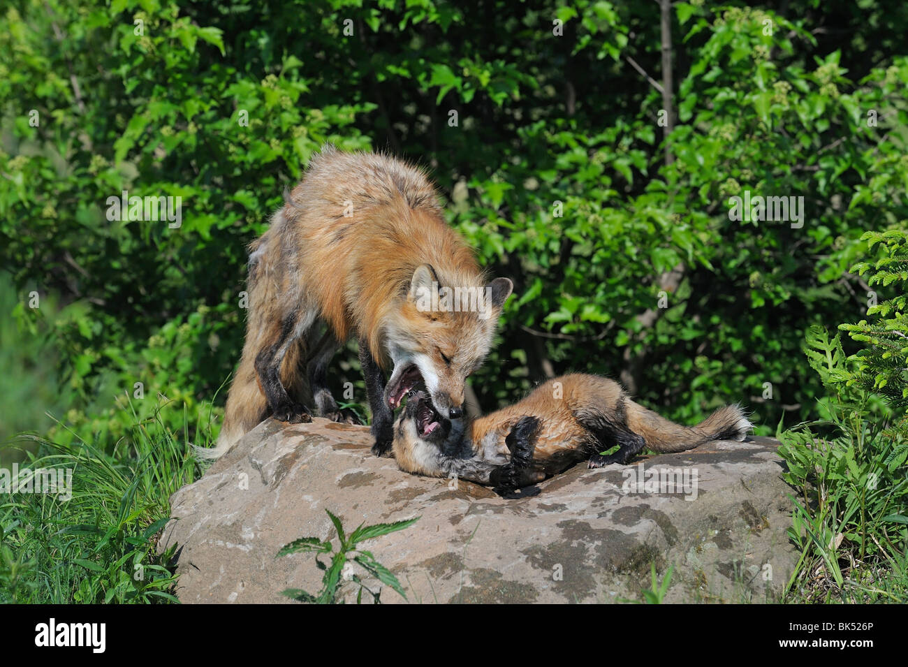 American Red Fox with Pup, Minnesota, USA Stock Photo - Alamy