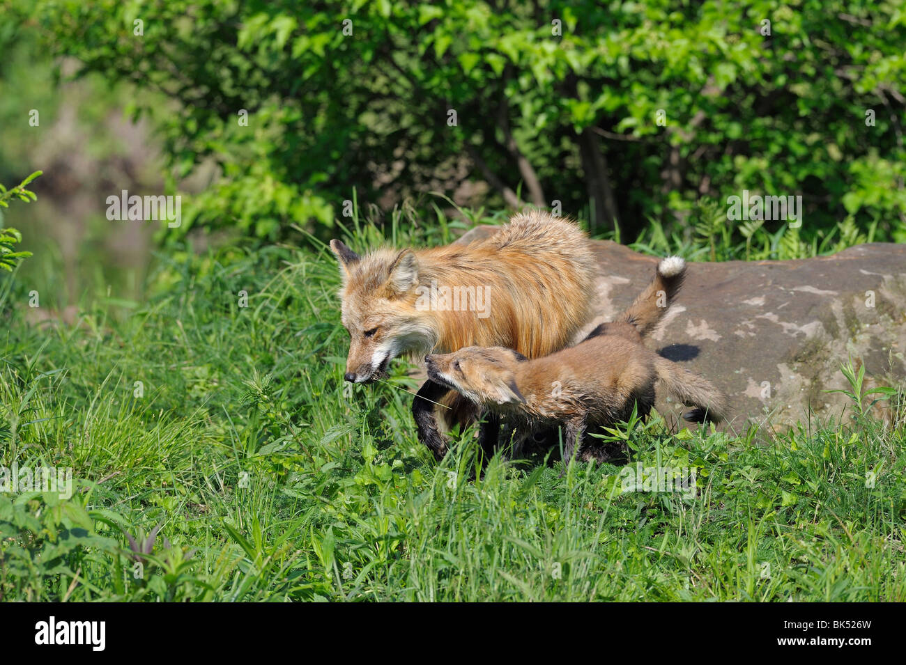 American Red Fox with Pup, Minnesota, USA Stock Photo - Alamy