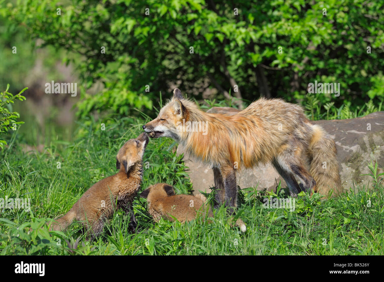 American Red Fox with Pups, Minnesota, USA Stock Photo - Alamy