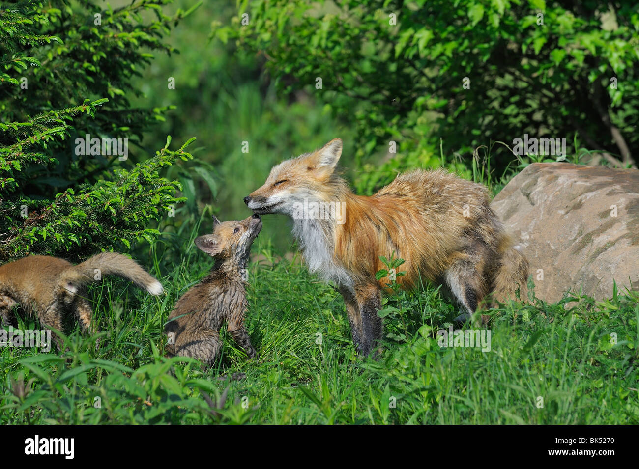 American Red Fox with Pups, Minnesota, USA Stock Photo - Alamy