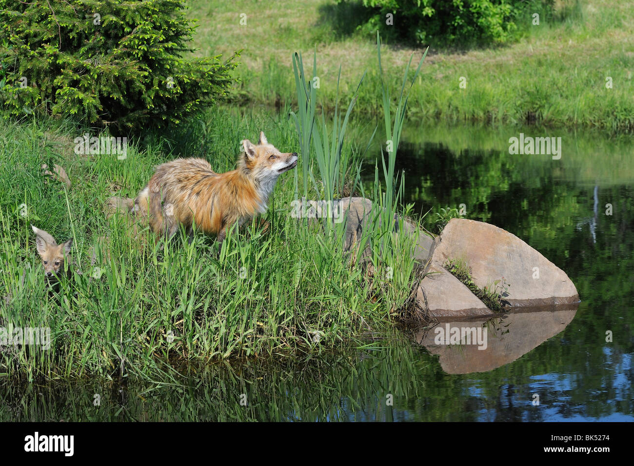 Eastern american red fox hi-res stock photography and images - Alamy