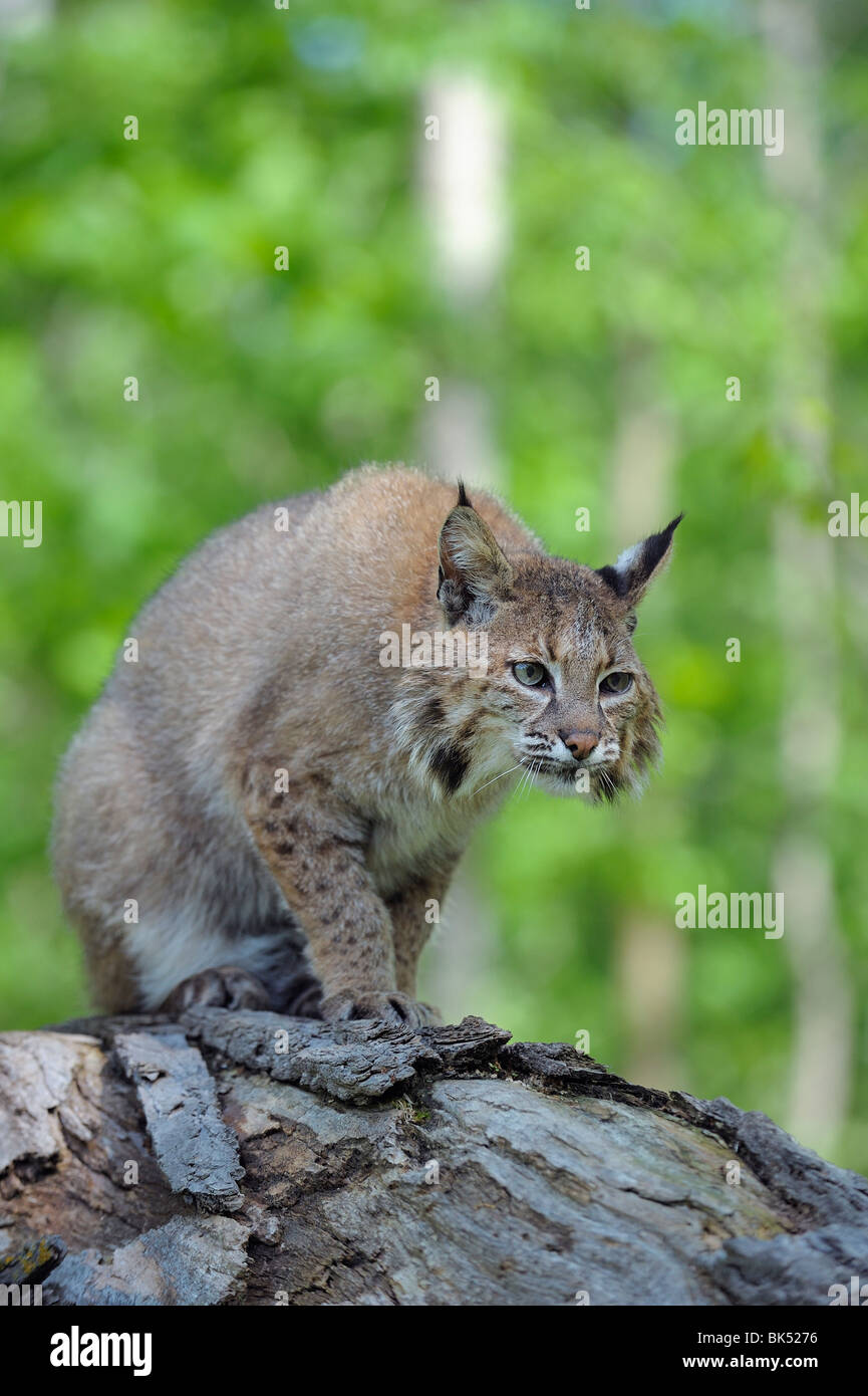 Bobcat. Minnesota, USA Stock Photo - Alamy