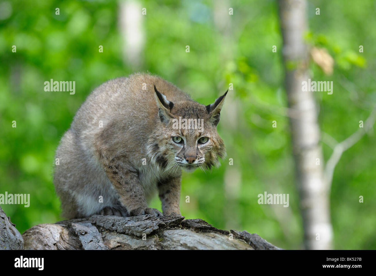 Bobcat, Minnesota, USA Stock Photo - Alamy
