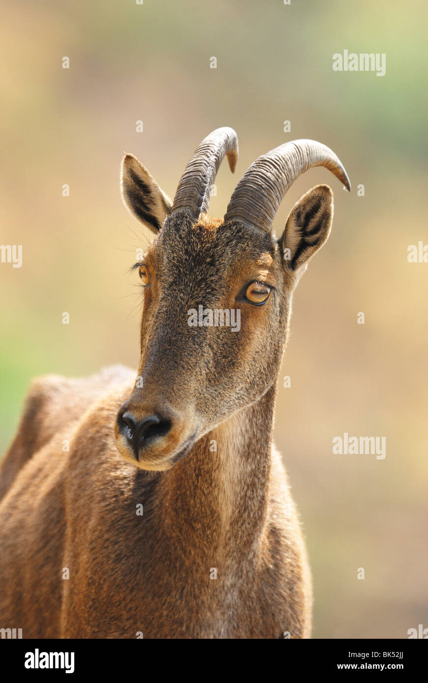 Nilgiri Tahr