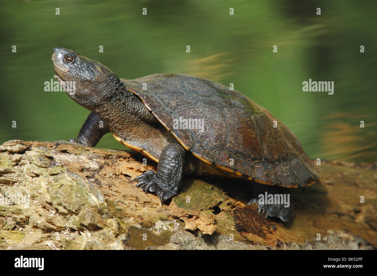 Saw-shelled Turtle (Elseya latisternum) sun-bathing in the rainforest ...
