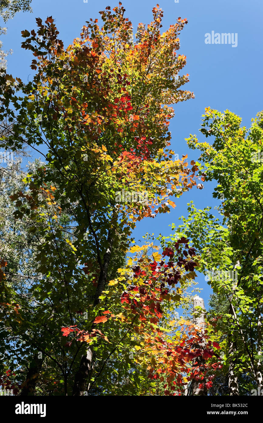 Fitch bay hi-res stock photography and images - Alamy