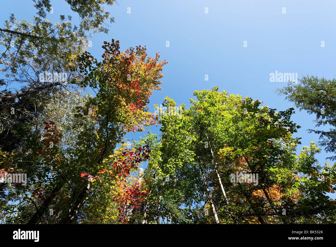 Fall Trees, Fitch Bay, Quebec, Canada Stock Photo - Alamy