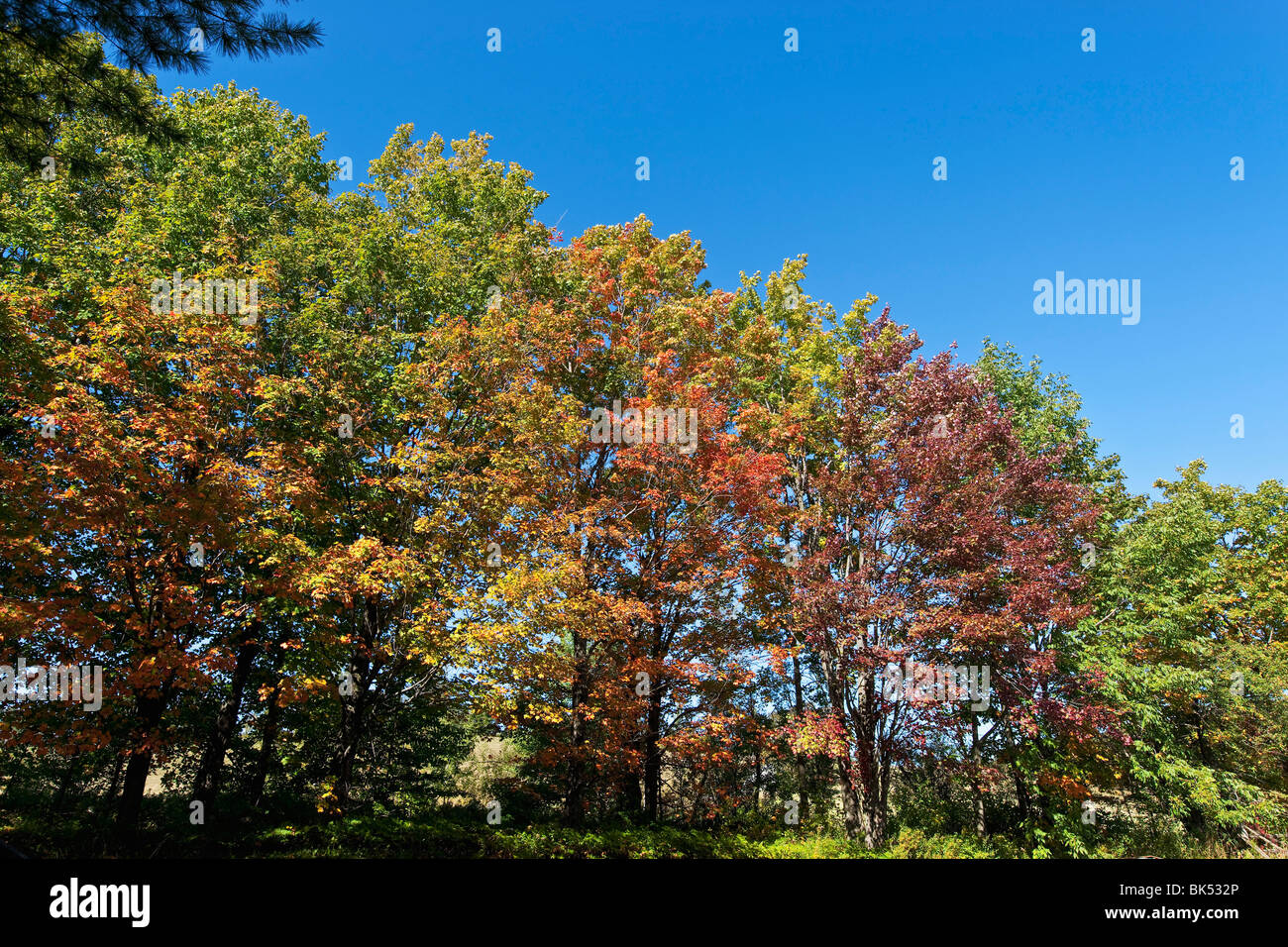 Fitch bay hi-res stock photography and images - Alamy