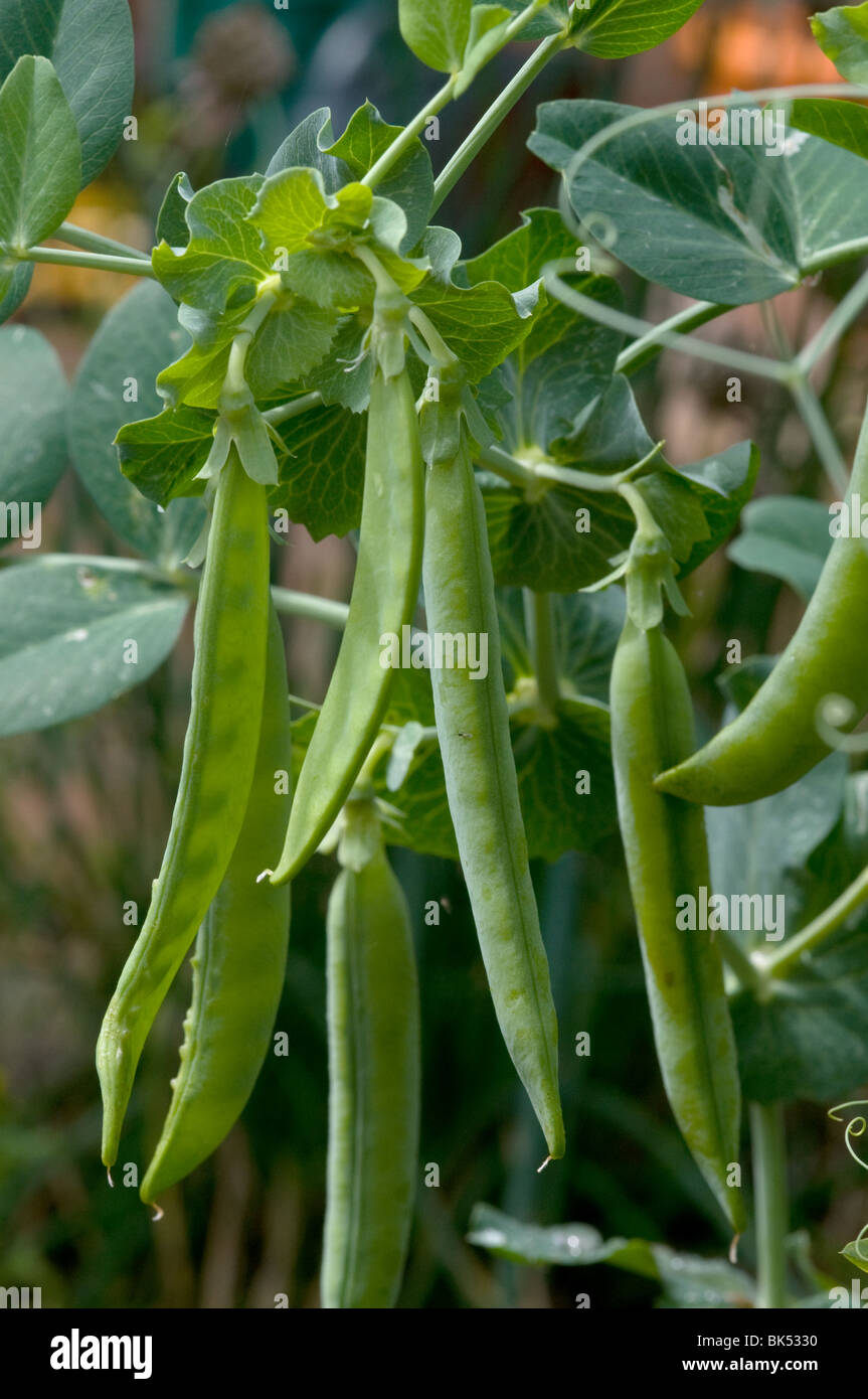 Pea ‘hurst green shaft’ hi-res stock photography and images - Alamy