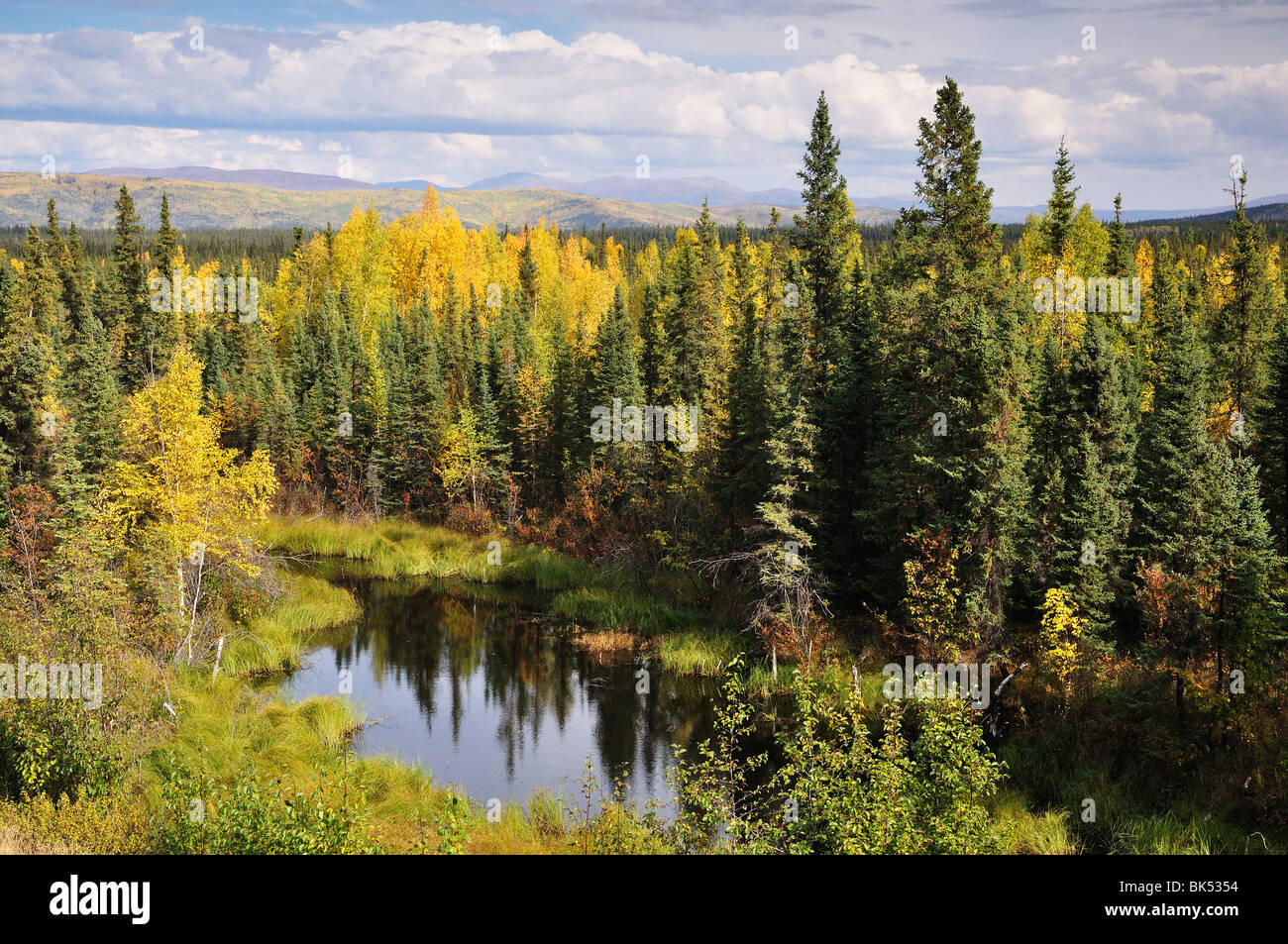 North american taiga hi-res stock photography and images - Alamy