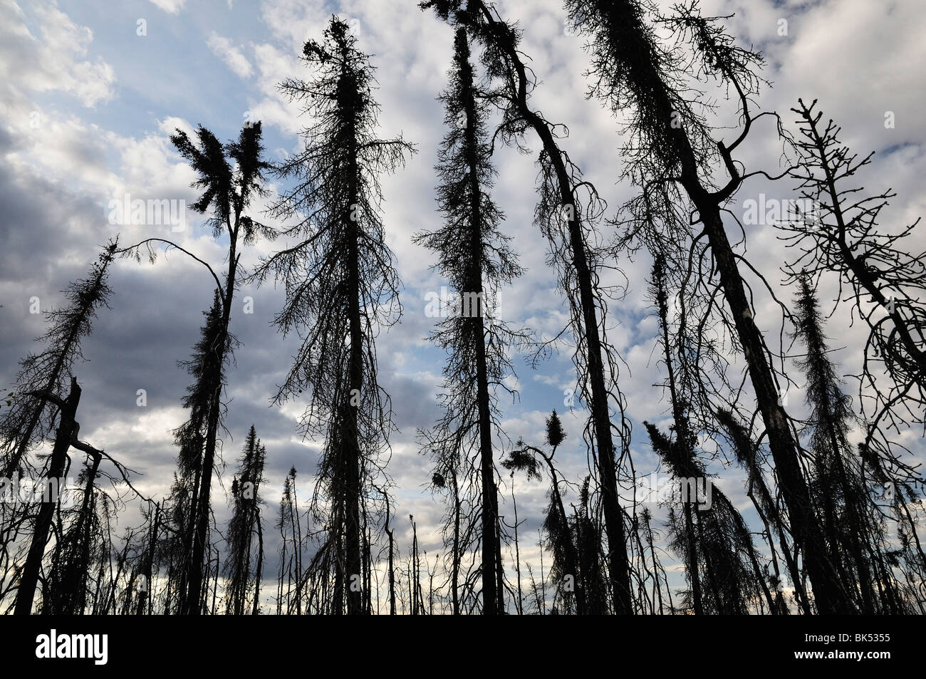 Burnt Trees, Fortymile River Region, Alaska, USA Stock Photo - Alamy