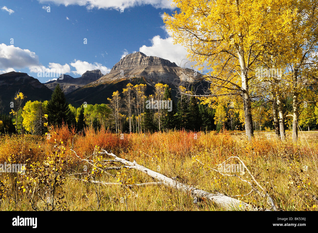 Aspen Trees, Banff National Park, Alberta, Canada Stock Photo - Alamy