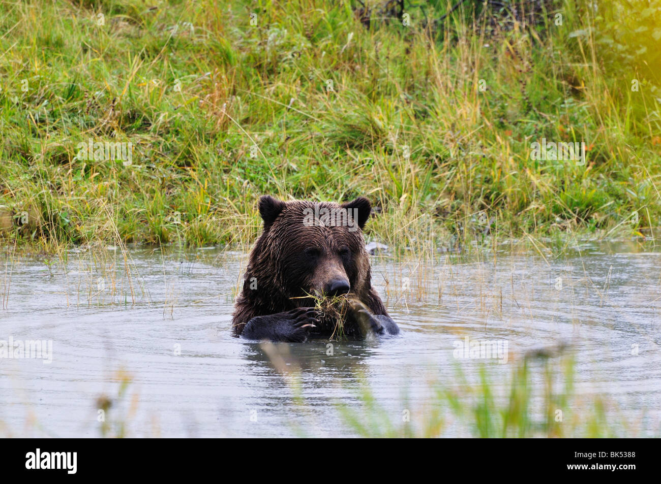 Grizzly Bear, Kenai Wildlife Preserve, Kenai Peninsula, Alaska, USA ...