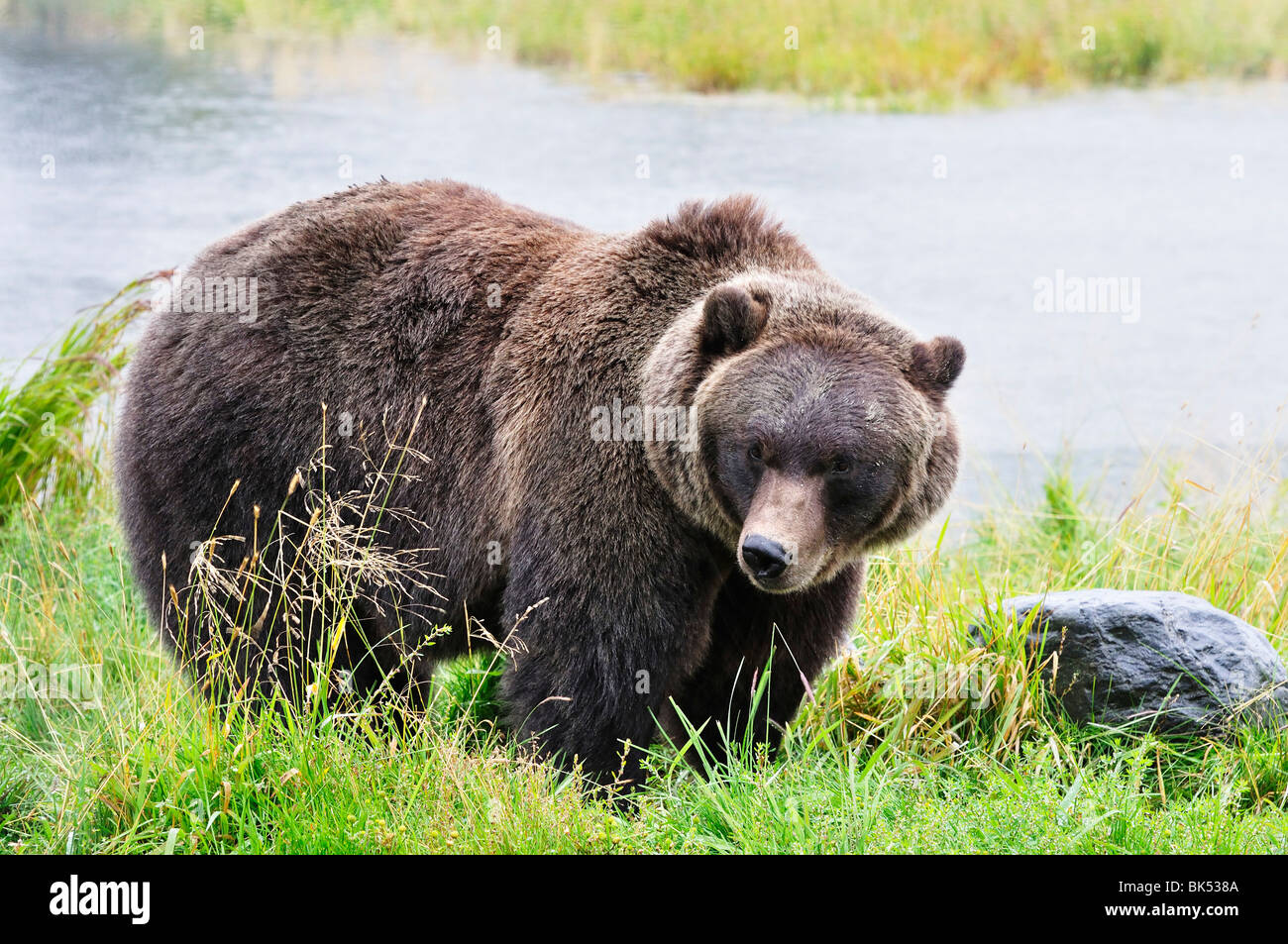 Grizzly Bear, Kenai Wildlife Preserve, Kenai Peninsula, Alaska, USA ...