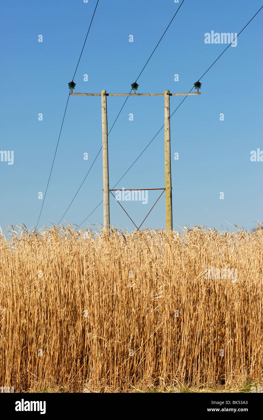 Bio Fuel elephant grass type crop in a field next to the Taunton and ...