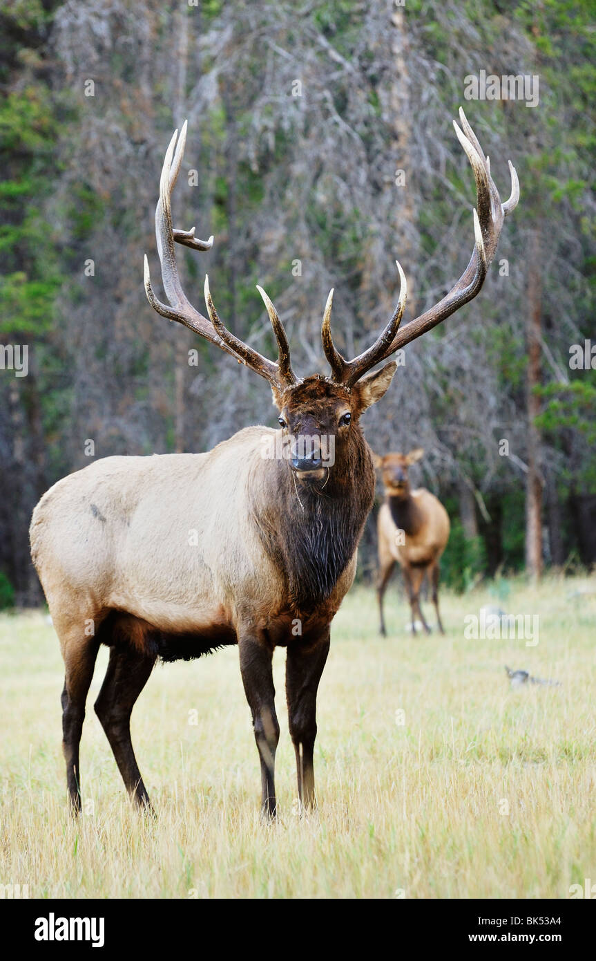 Elk, Jasper National Park, Alberta, Canada Stock Photo - Alamy