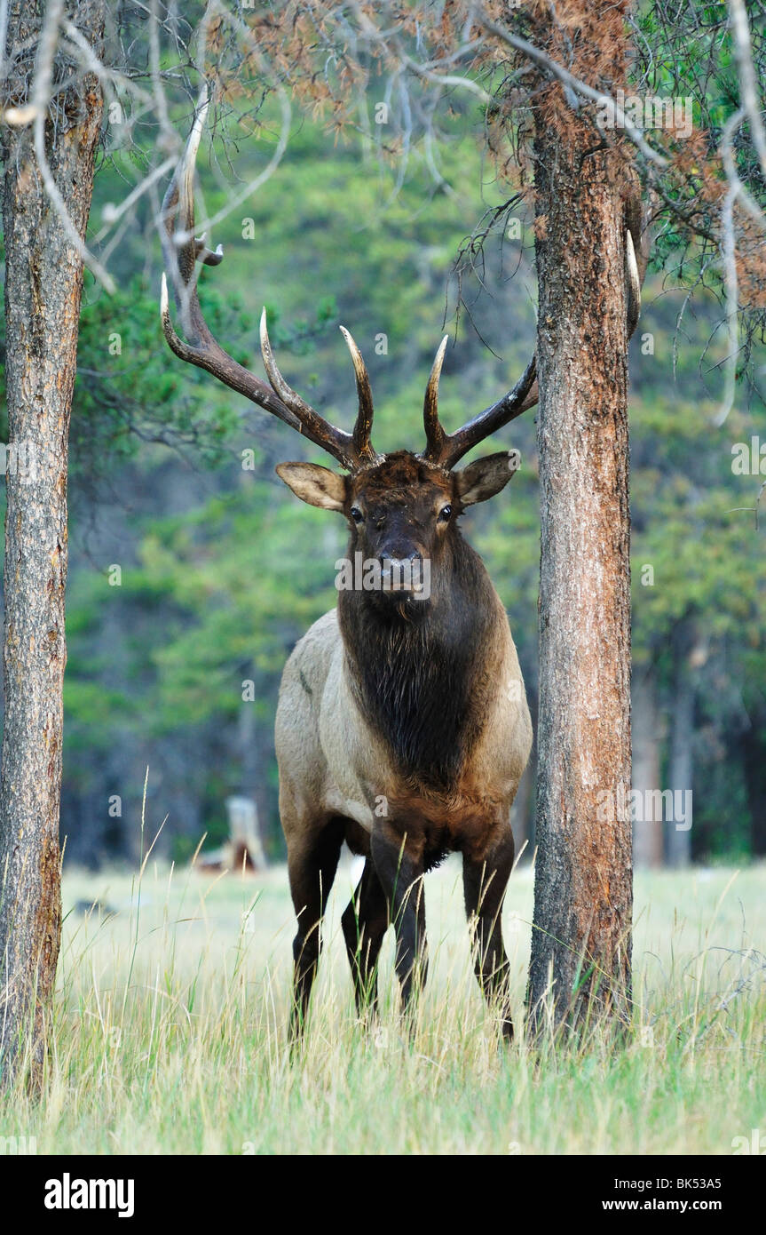 Elk, Jasper National Park, Alberta, Canada Stock Photo - Alamy