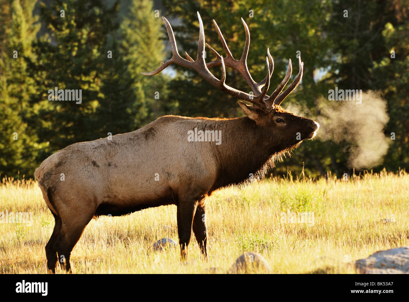 Elk, Jasper National Park, Alberta, Canada Stock Photo - Alamy