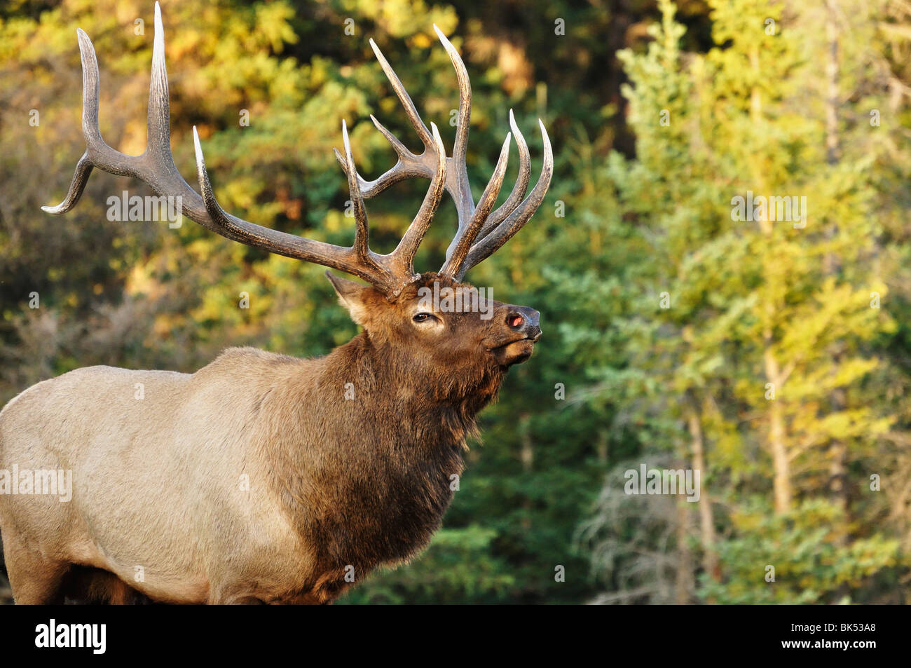 Elk, Jasper National Park, Alberta, Canada Stock Photo - Alamy
