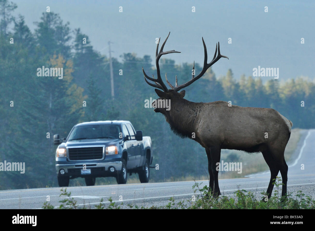Elk, Jasper National Park, Alberta, Canada Stock Photo - Alamy