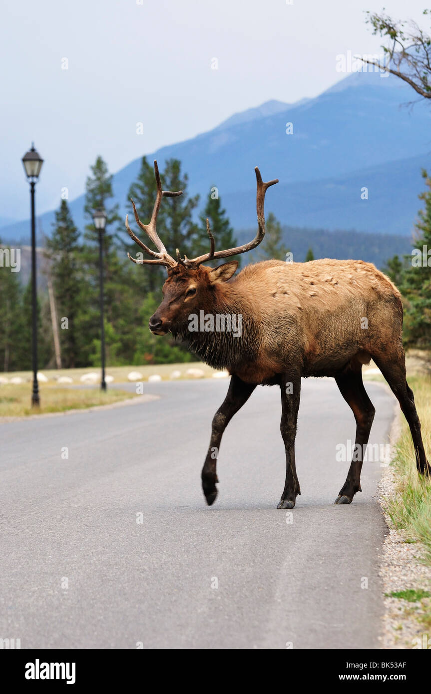White elk canada hi-res stock photography and images - Alamy