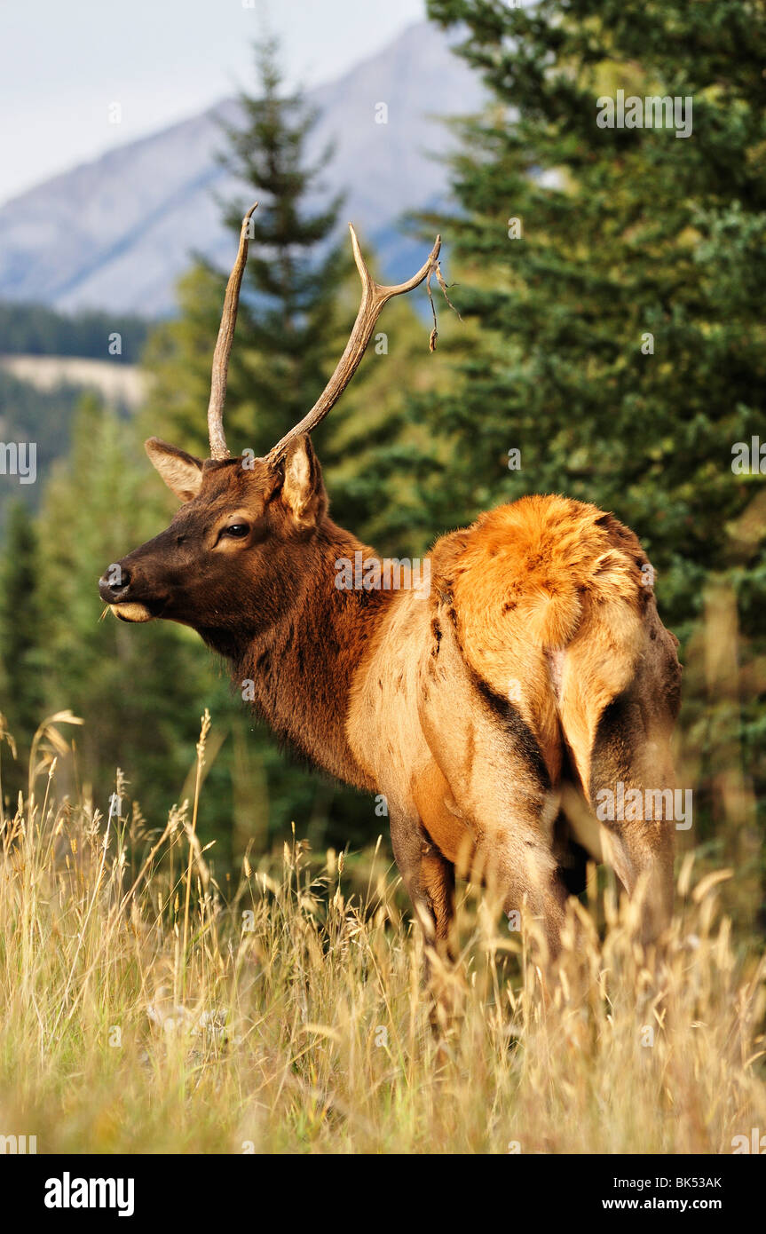Elk, Jasper National Park, Alberta, Canada Stock Photo - Alamy