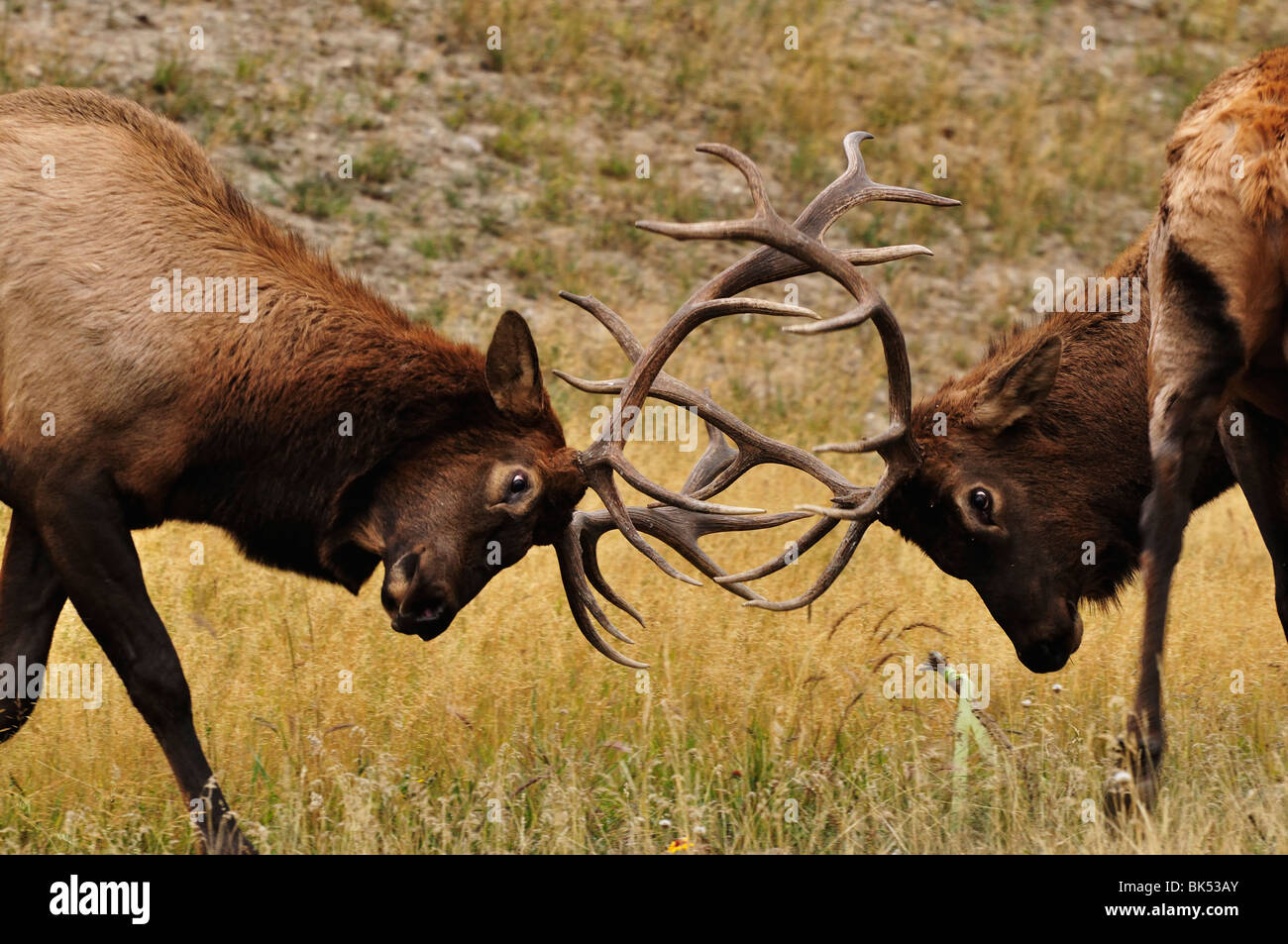 Elk, Jasper National Park, Alberta, Canada Stock Photo - Alamy