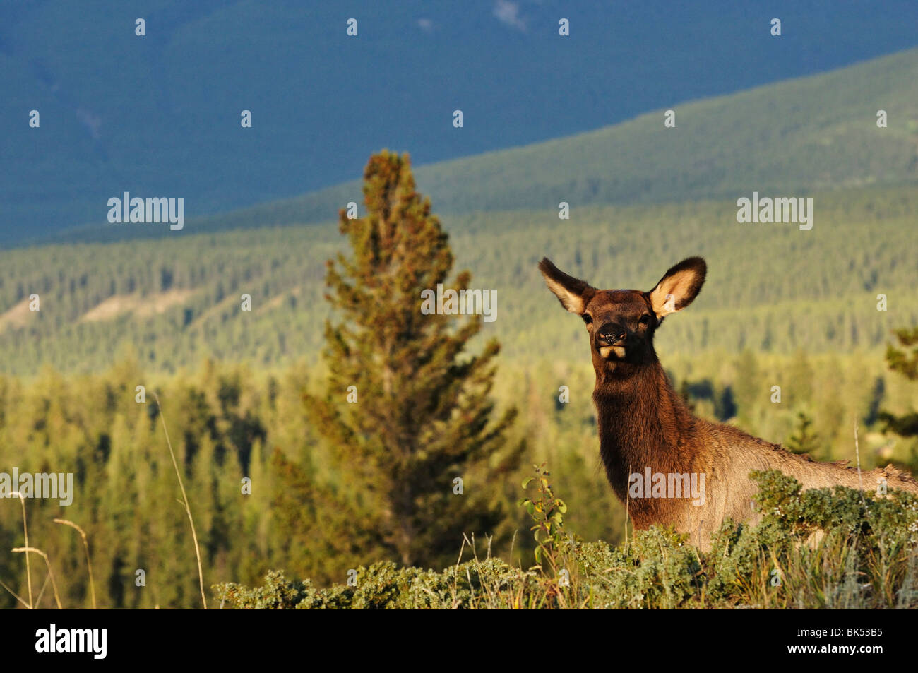 Elk, Jasper National Park, Alberta, Canada Stock Photo - Alamy