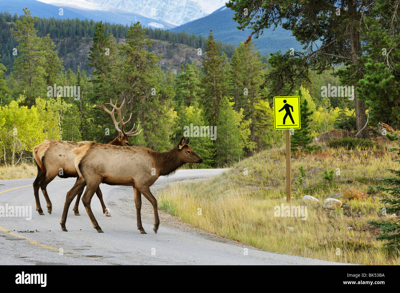 Elk Crossing Road, Jasper National Park, Alberta, Canada Stock Photo ...