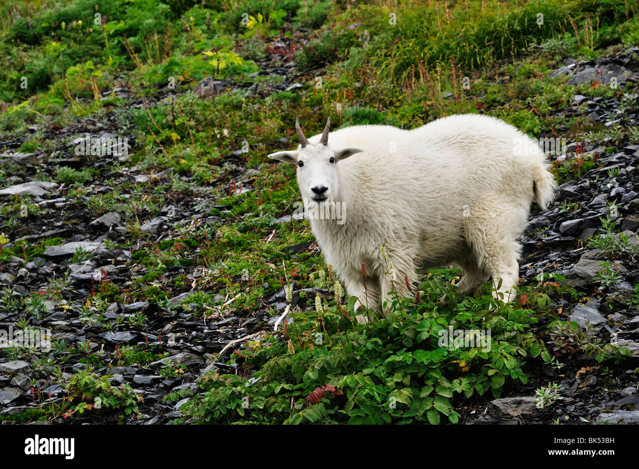 Mountain Goat, Kenai Fjords National Park, Alaska, USA Stock Photo - Alamy