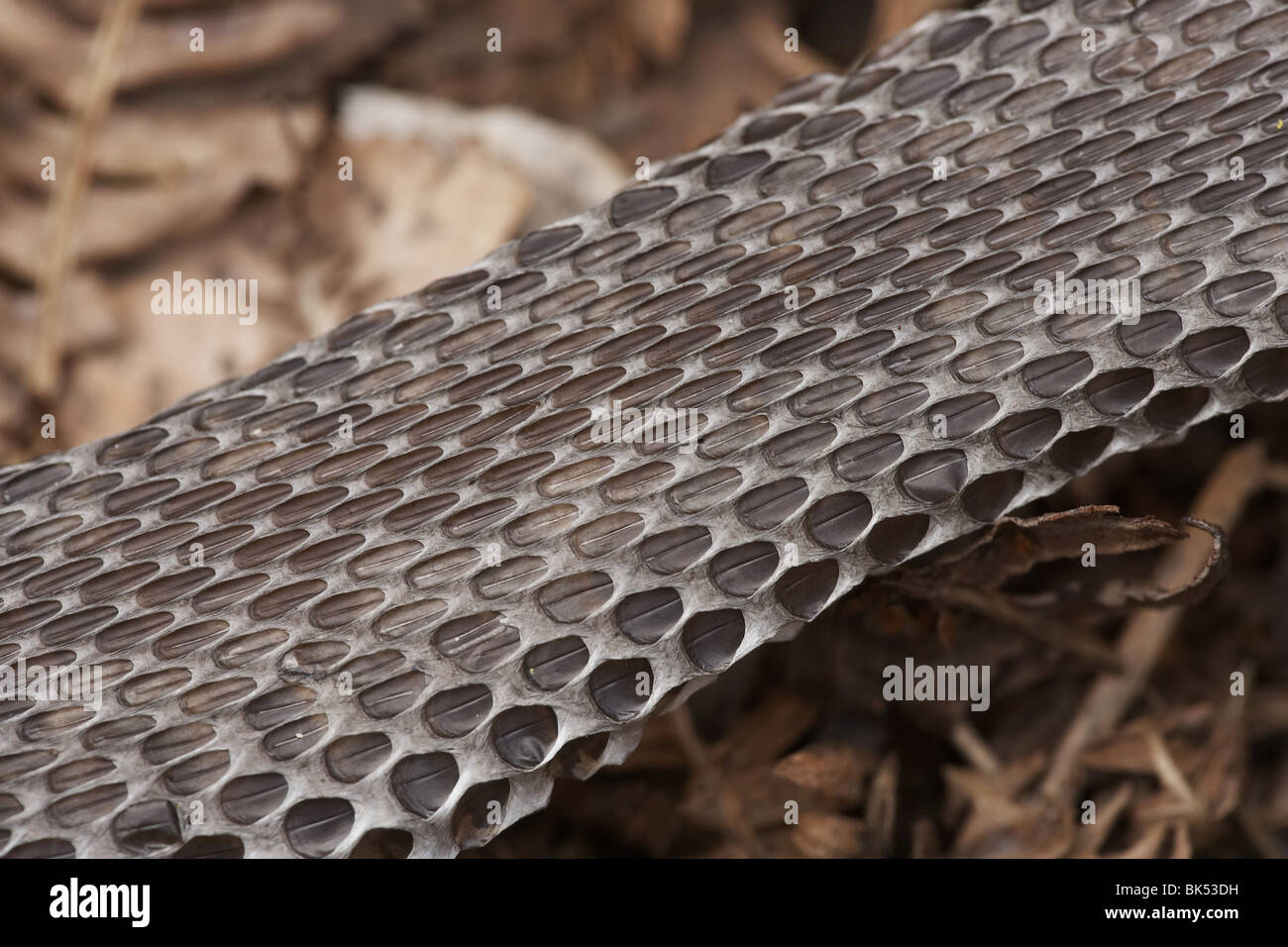 Adder, Vipera berus skin in bracken, Thorne Moor, UK Stock Photo - Alamy