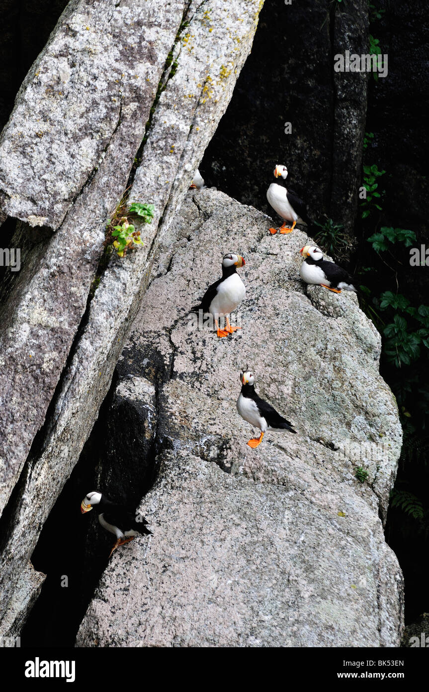 Horned Puffins on Rock, Kenai Fjords National Park, Alaska, USA Stock ...