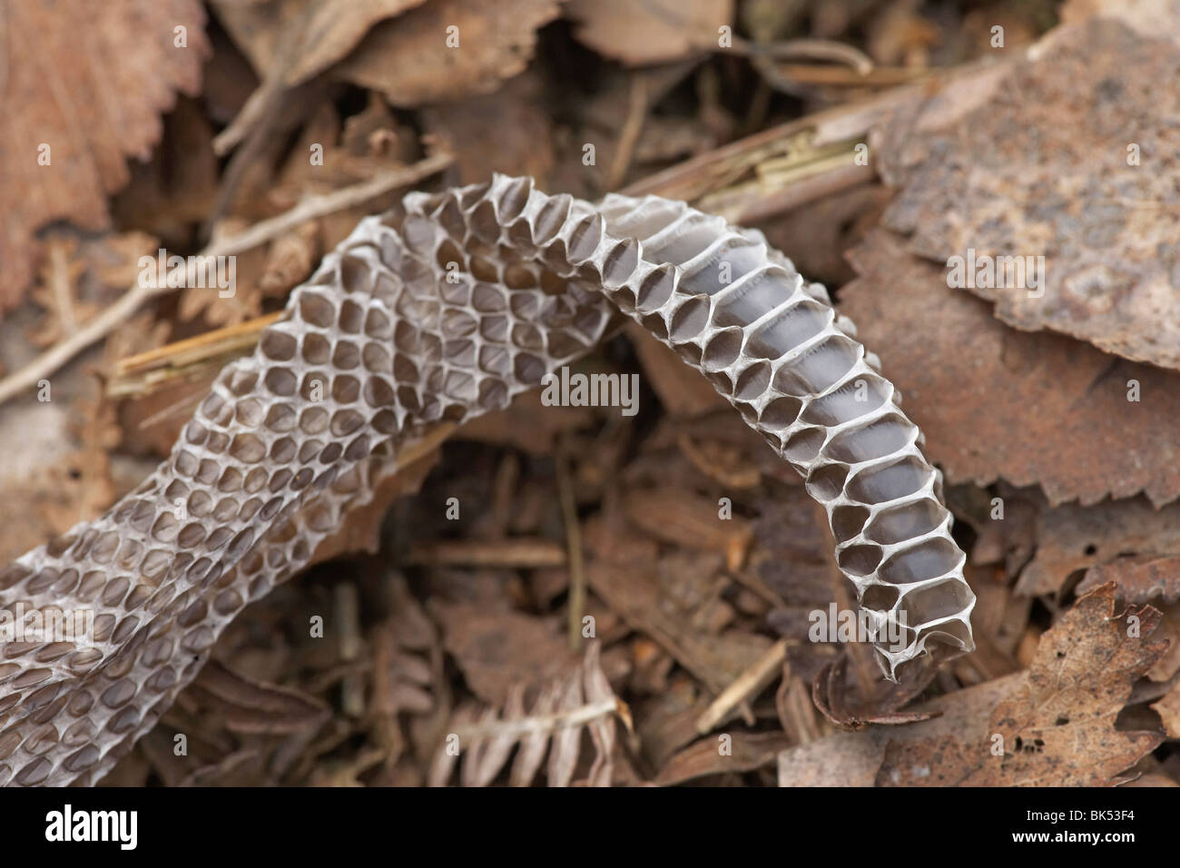 Adder, Vipera berus skin in bracken, Thorne Moor, UK Stock Photo - Alamy