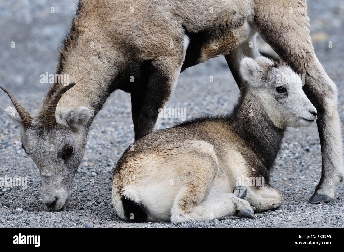 Stone Sheep Mother and Baby, Stone Mountain Provincial Park, British ...