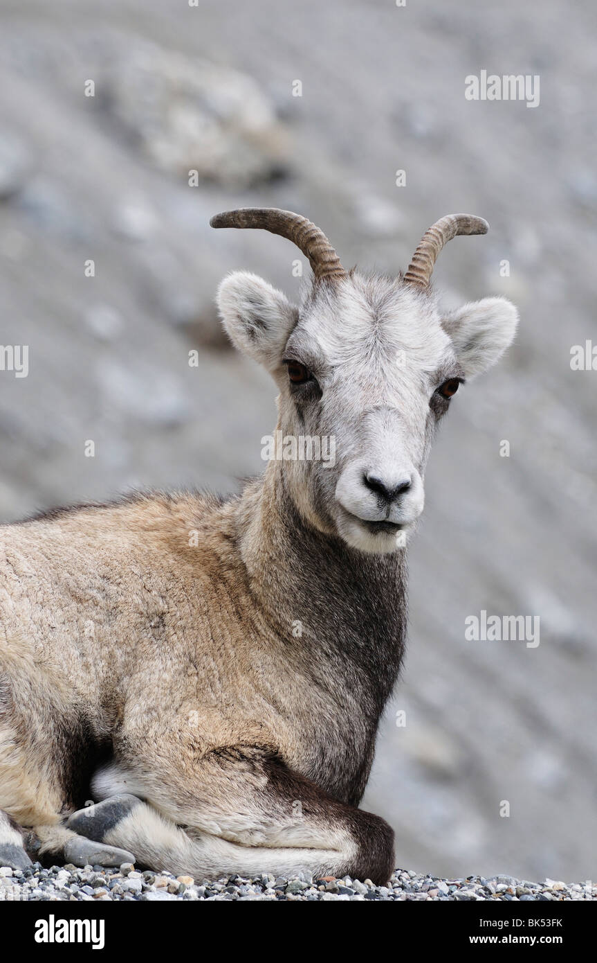 Portrait of Stone Sheep, Stone Mountain Provincial Park, British ...