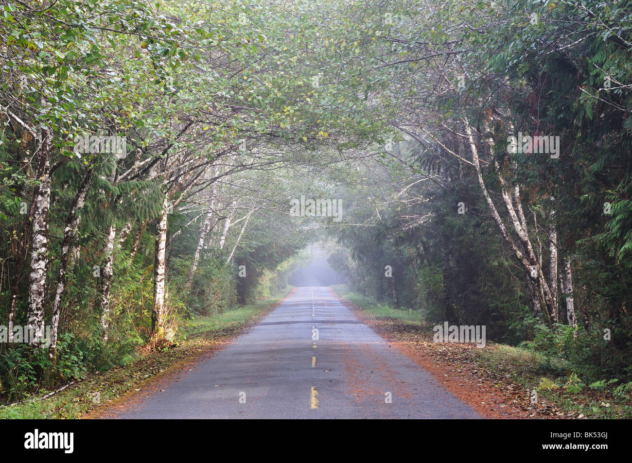 Road Through Rainforest, Pacific Rim National Park, Vancouver Island ...