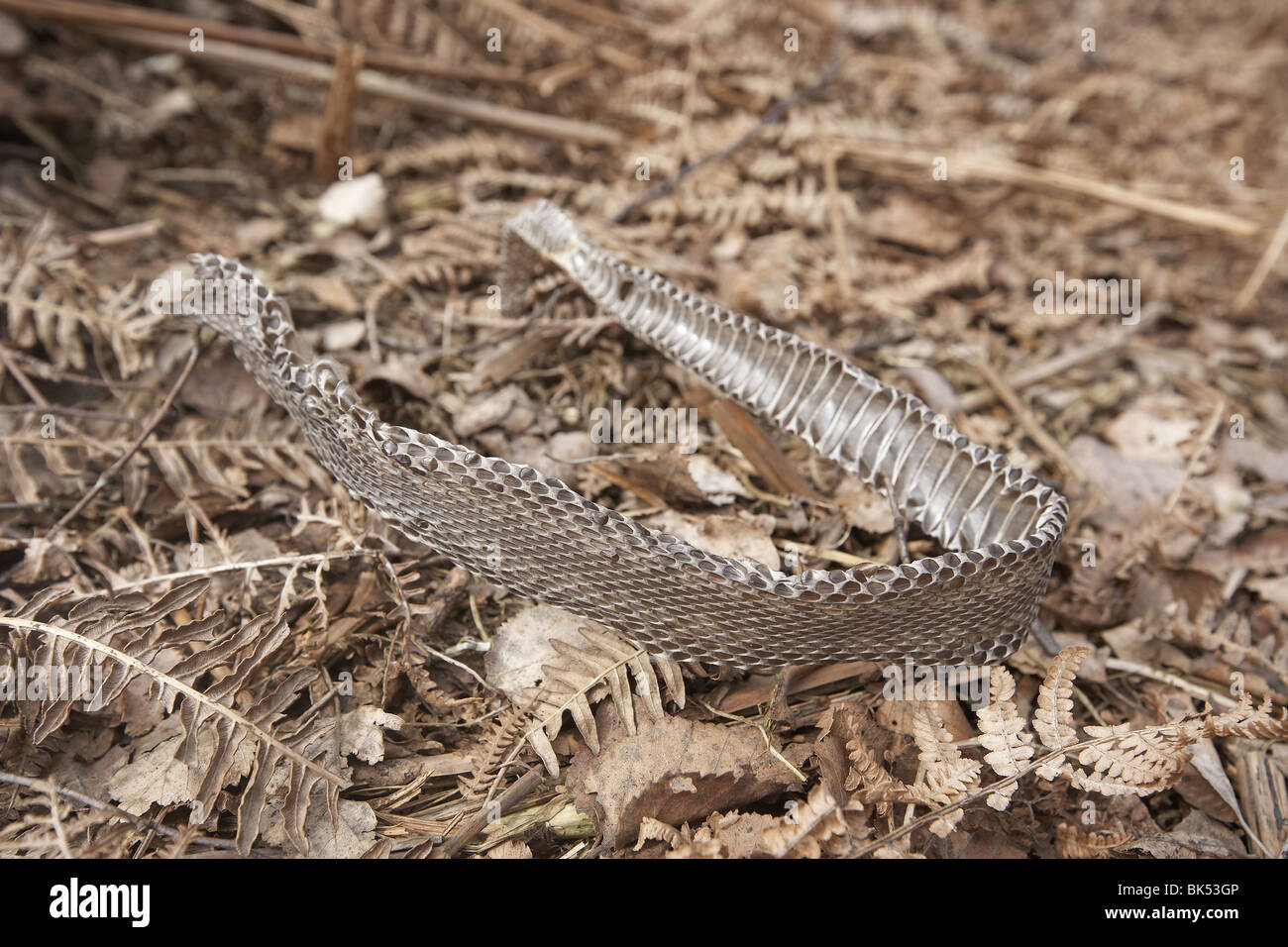 Adder, Vipera berus skin in bracken, Thorne Moor, UK Stock Photo - Alamy