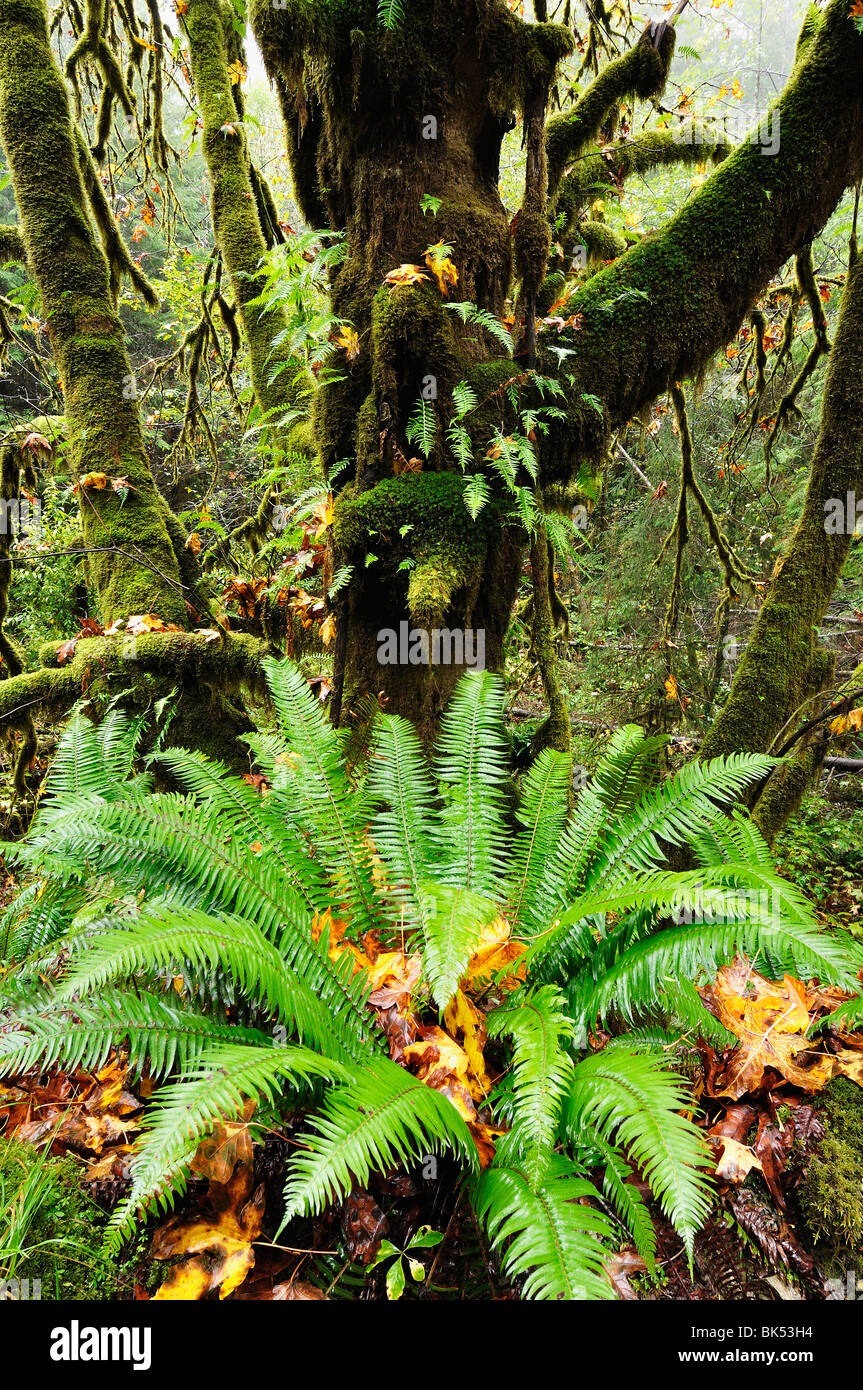 Maple Tree, Near Cowichan Lake, Vancouver Island, British Columbia ...