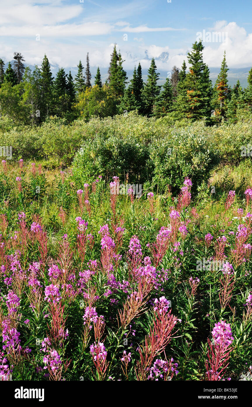 Fireweed, Kluane National Park and Reserve, Yukon Territory, Canada ...