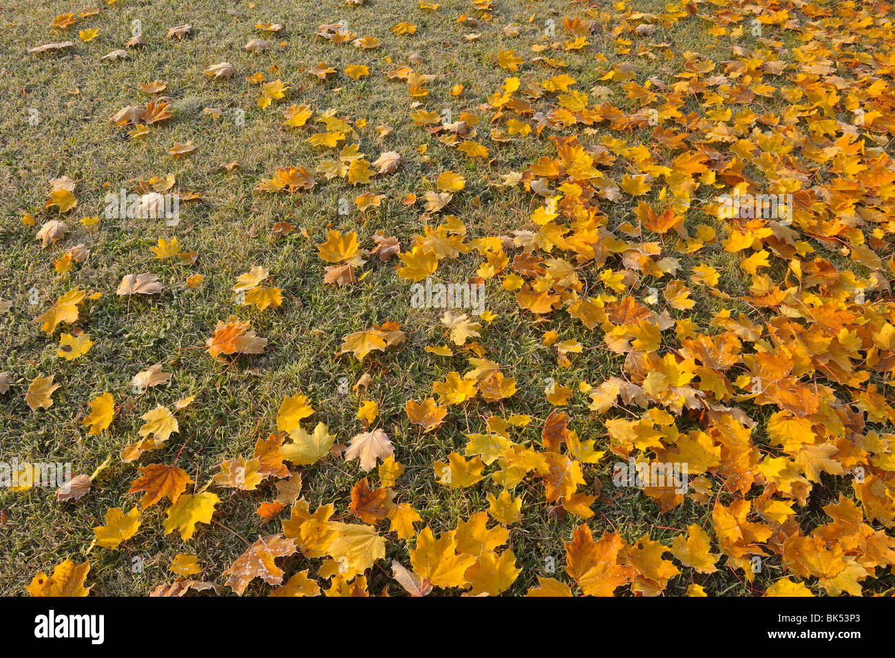 Maple Leaves, Fall Stock Photo - Alamy